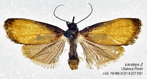 Papua Insects Foundation (Lepidoptera/Erebidae(Arctiinae)/Lambula ...